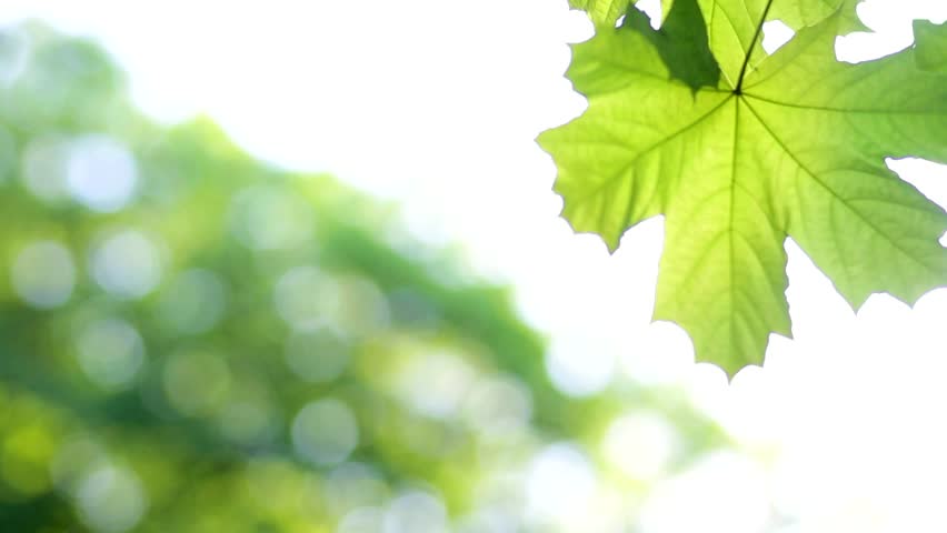 Stock Video Clip of Closeup of spring fresh green leaves on | Shutterstock