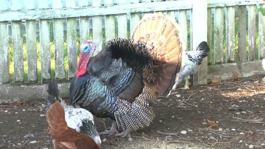 Turkey Puffs Up, Spreads His Stock Footage Video (100% Royalty-free ...