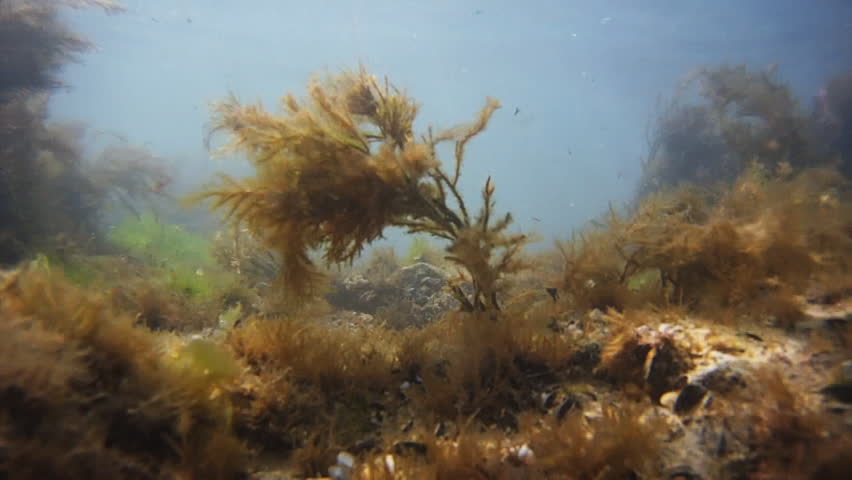 Underwater plants Stock Video Footage - 4K and HD Video Clips ...
