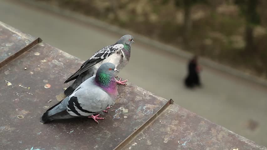 Two Pigeons together image - Free stock photo - Public Domain photo ...