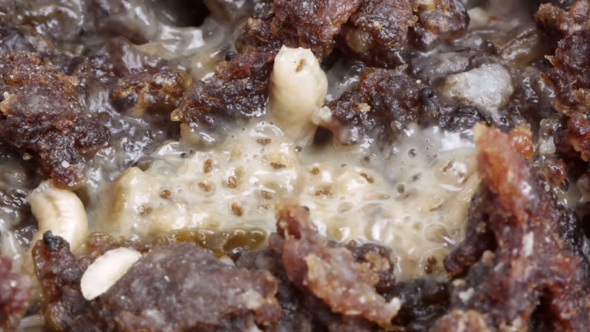 Rotten Meat Stock Footage Video | Shutterstock