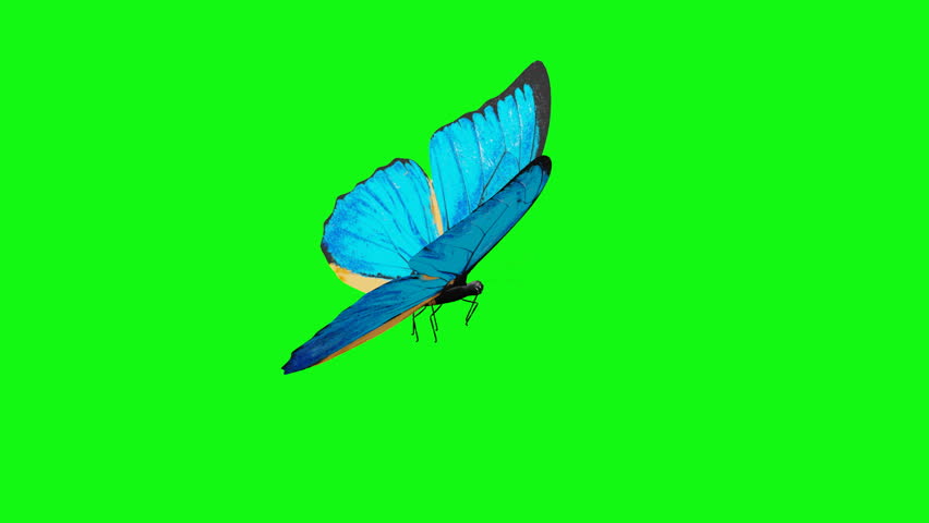 Stock Video Clip of A looped animation of a fluttering butterfly ...