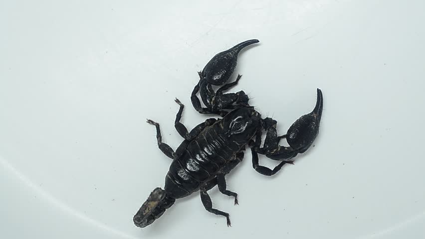 Scorpion Move On White Background. Stock Footage Video 26023733 ...