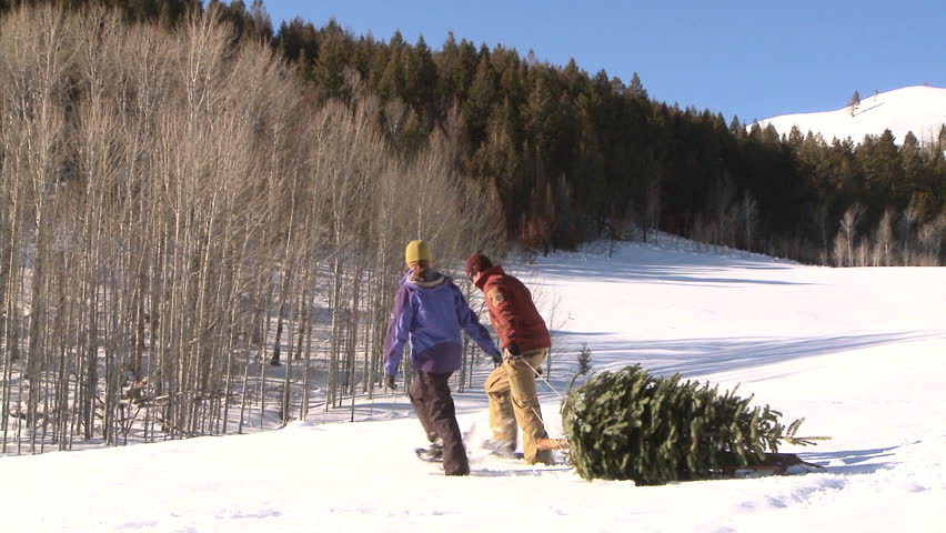Couple In Snow Shoes Dragging Christmas Tree Through The Snow Stock ...