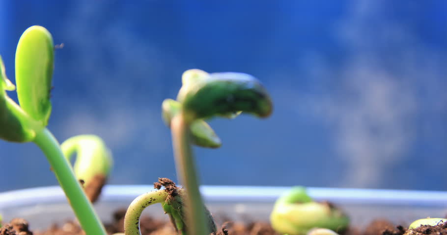 Germination Plants Growing Seeds Sprout Grow, Growth Concept, Animated ...