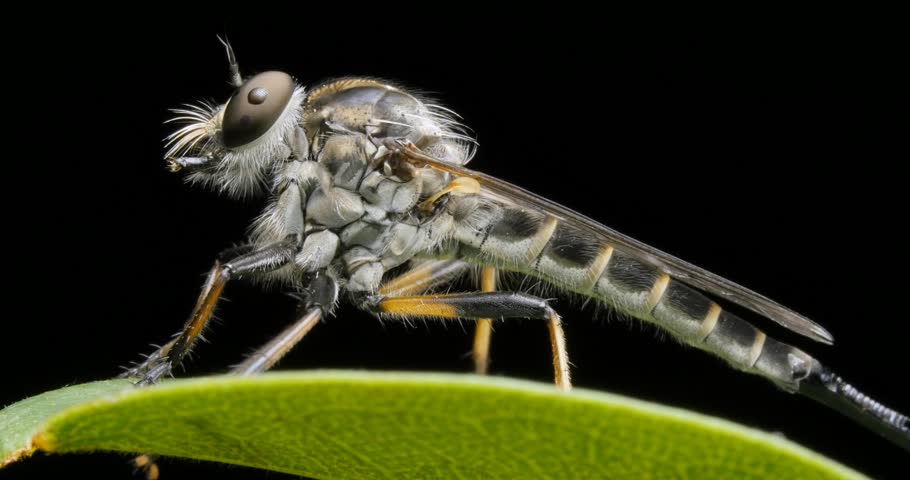 Yellow Slender Robber Fly Insect Stock Footage Video (100% Royalty-free ...