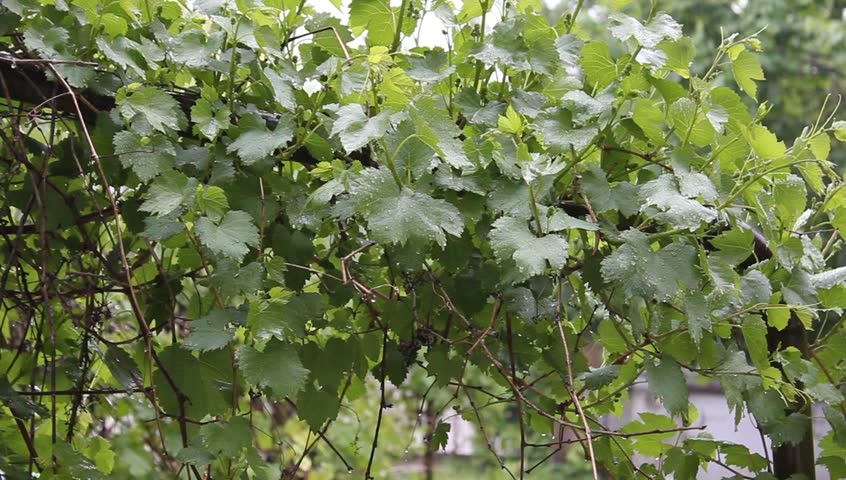Rain Dripping On the Vines Stock Footage Video (100% Royalty-free ...