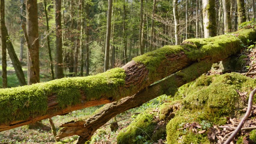 Fallen over Tree stump image - Free stock photo - Public Domain photo ...