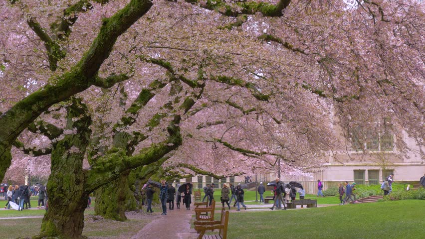 SEATTLE, WASHINGTON, UNITED STATES - APRIL 12, 2017: Beautiful Pink ...