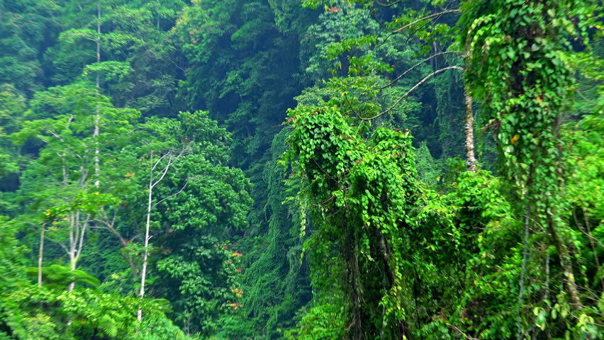 Breathtaking View Of Mysterious Impenetrable Jungle Of Deep Vivid Green ...