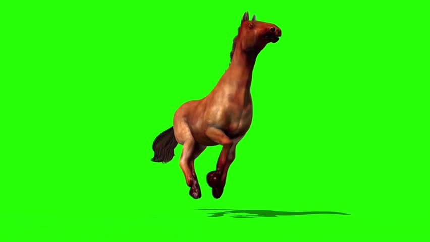 Stock video of brown horse runs loop animals green | 26376719 ...