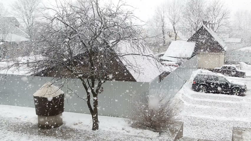 Small Snowflakes Falling, The Snow Is Blowing, Thin Twigs In The ...