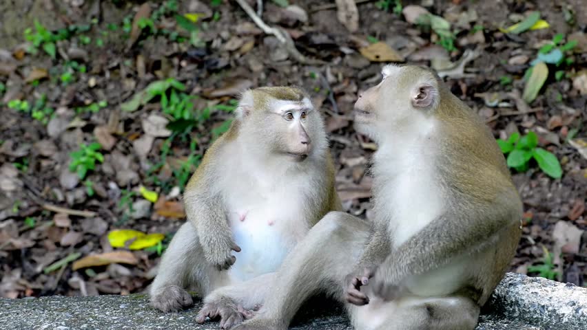 Monkey Scratches His Genitals. Stock Footage Video 3626126 | Shutterstock