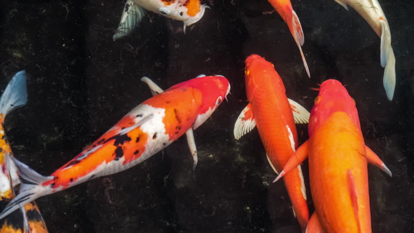 Colored Koi fish in Pond image - Free stock photo - Public Domain photo ...