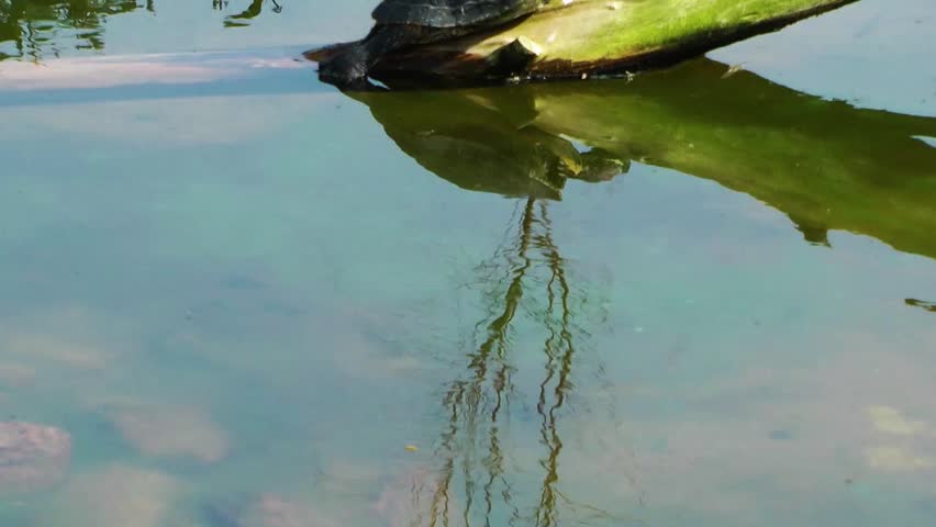 Head of the Painted Turtle - Chrysemys picta image - Free stock photo ...