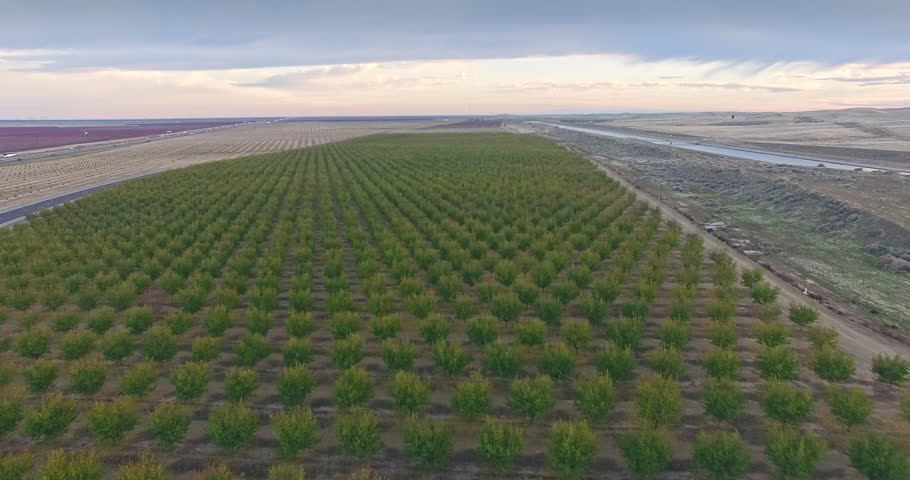 Stock video of aerial of farming almond pistachio trees | 26674459 ...