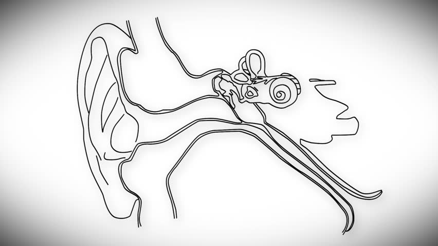 Human Ear Structure Animation Illustration Stock Footage Video (100% ...
