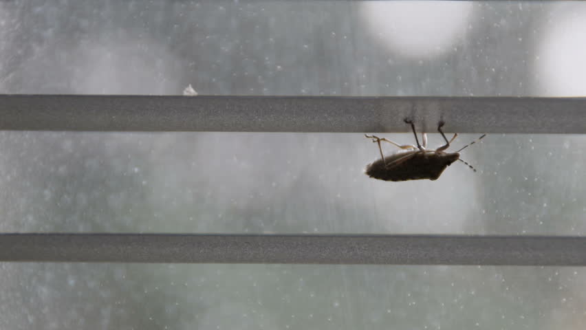 Stink Bug Walking On Window Blind Stock Footage Video 26896975 ...