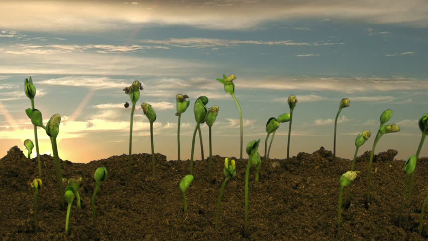 Seed Growing Stock Video Footage - 4K and HD Video Clips | Shutterstock