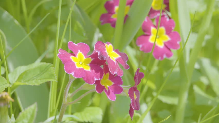 Beautiful Primrose Flower In Gentle Wind. Natural Floral Background ...