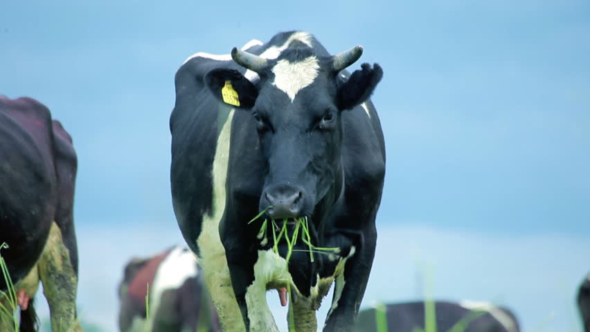 Farm Cow Eating Grass. Close Up Of Holstein Cow Eat Grass. Dairy Cow ...