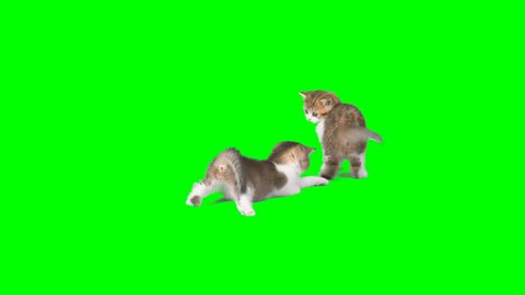 Green Screen Animals Stock Video Footage - 4K and HD Video Clips ...