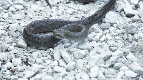 Ground Rattler Stock Video Footage - 4K and HD Video Clips | Shutterstock