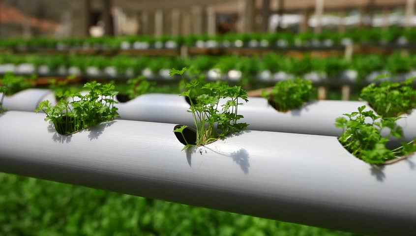 Hydroponic Stock Video, Footage - Hydroponic HD Video Clips | Bigstock