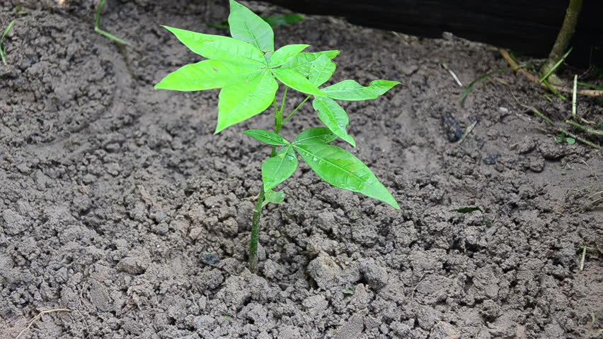 Tree Plantation, Manure Fertilizing for Stock Footage Video (100% ...