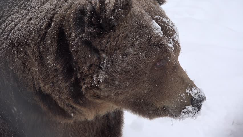 Stock video of portrait of big brown bear yawn, | 27704719 | Shutterstock