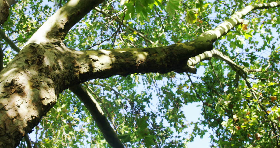 Morning In The Forest. The Sun's Rays Pass Through Trees Stock Footage ...