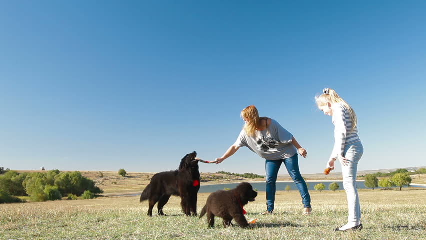 Stock video of people with newfoundland dogs enjoying a | 2818159 ...