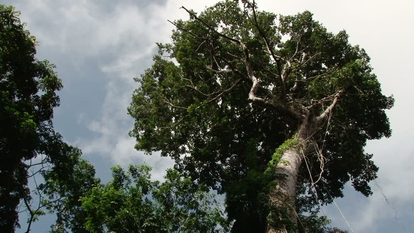Mahogany Tree With Sunlight In The Background Stock Footage Video 38848 ...