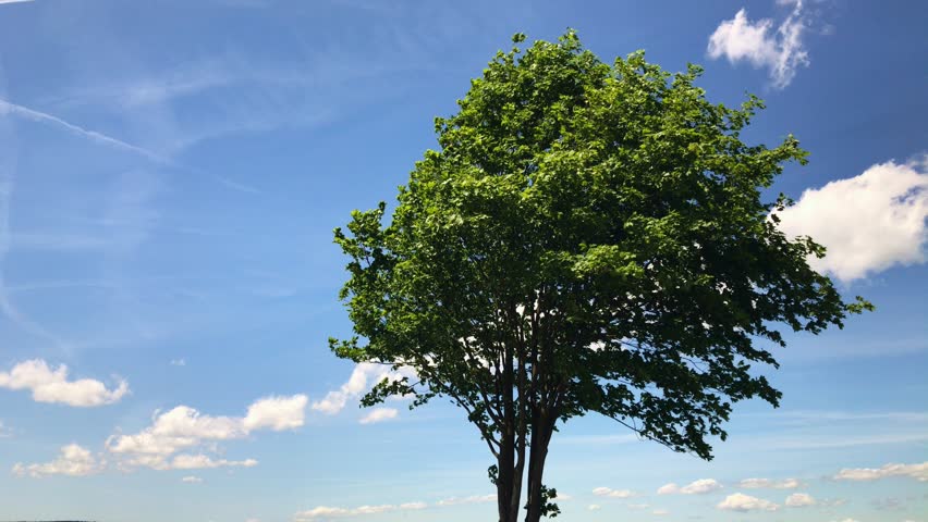 Wind Blowing Through Fall Trees