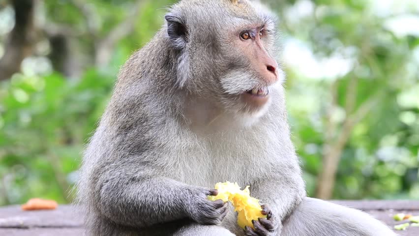 Monkey Eat Yellow Mango Fruit At Sacred Monkey Forest In Ubud, Island ...