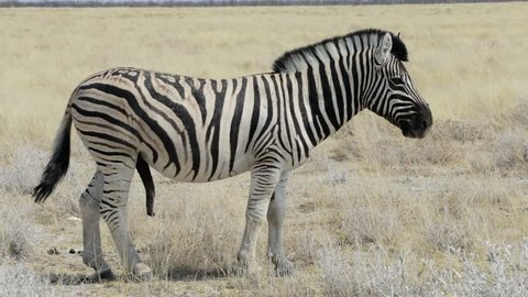 Zebra Mating Stock Video Footage - 4K and HD Video Clips | Shutterstock