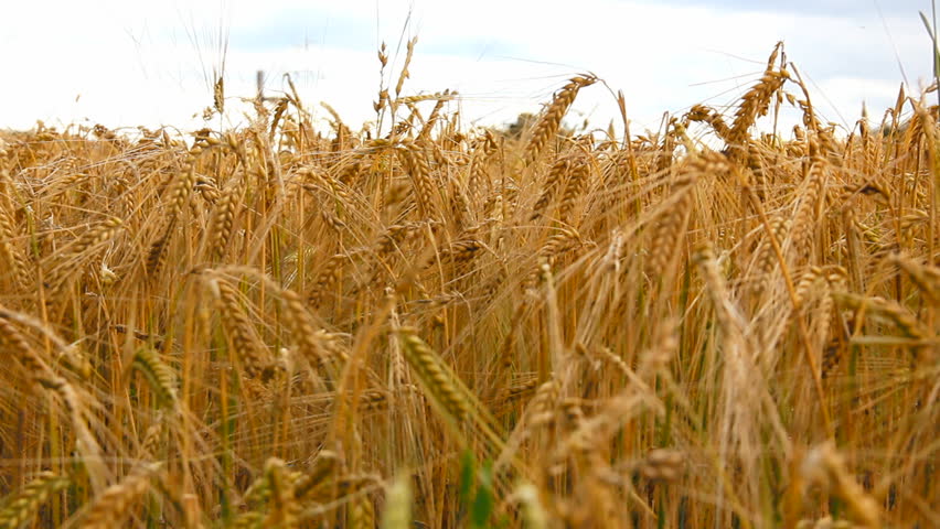 Crop Field in Bad Weather Stock Footage Video (100% Royalty-free ...