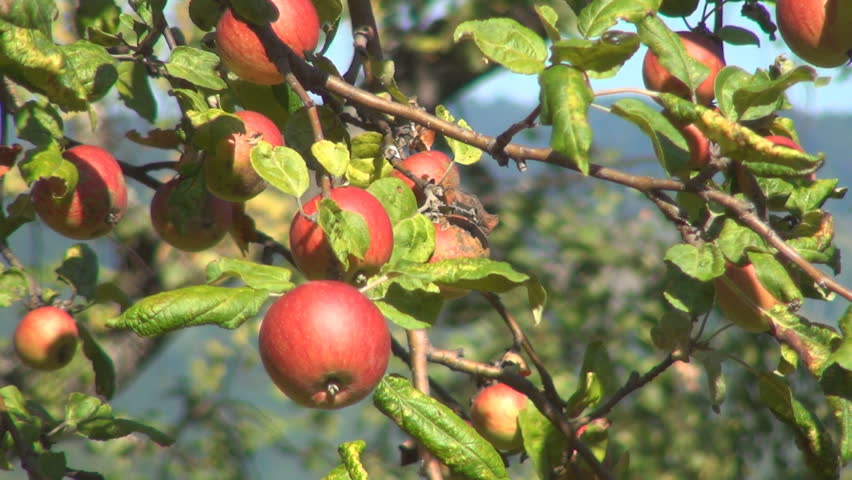 Apple Tree, Branches of Apples, Stock Footage Video (100% Royalty-free ...