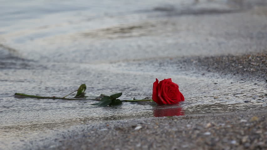Stock Video Clip of Red rose threw away in the sea | Shutterstock