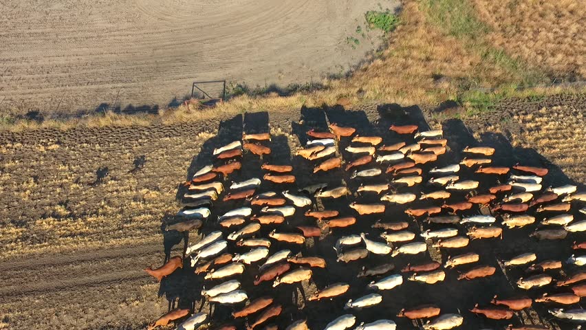 Aerial Cattle Muster, Aerial View In Outback Australia, More Than 500 ...