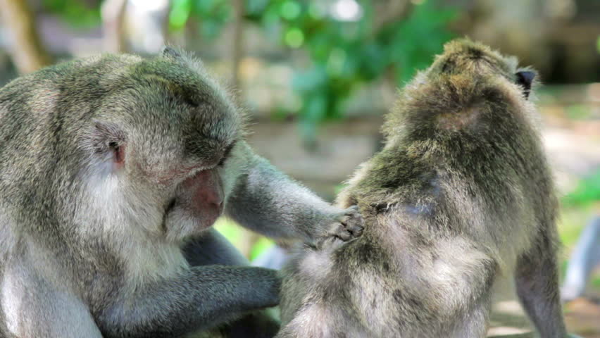 Monkey Family Cleaning Louse Stock Footage Video (100% Royalty-free ...