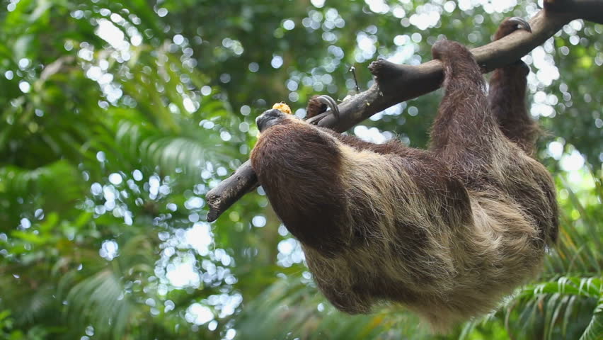 A Sloth Eating Corn Stock Footage Video 19650643 | Shutterstock