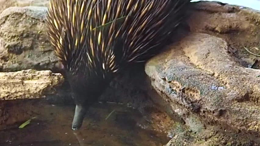 Australian Porcupine Drinking Water Stock Footage Video (100% Royalty ...