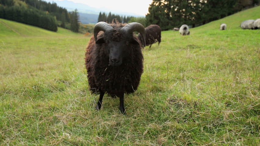 Close up Ram Tup Alps Stock Footage Video (100% Royalty-free) 2925199 ...