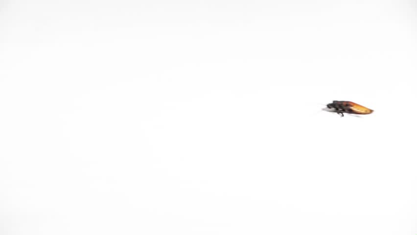 Animation Of A Bee Swarm On An Alpha Channel Stock Footage Video 31083 ...