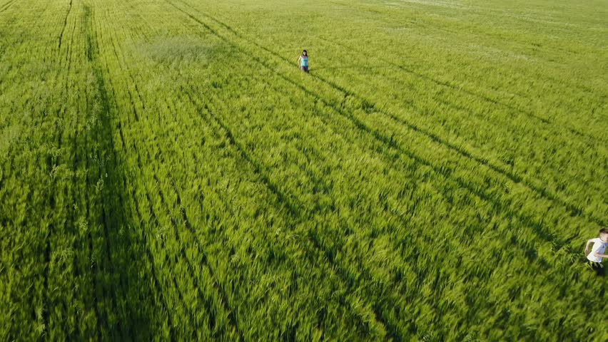 Flying On Marijuana Cannabis Plantation Field Aerial View Industrial ...