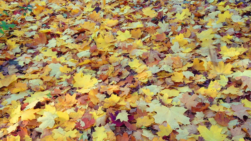 Autumn Leaves Fall Stock Footage Video (100% Royalty-free) 2944429 ...