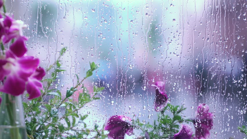 Beautiful Purple Flowers Behind Wet Stock Footage Video (100% Royalty ...