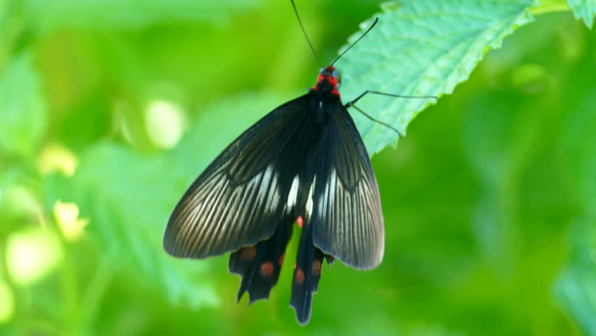 Close-up of black butterfly head image - Free stock photo - Public ...