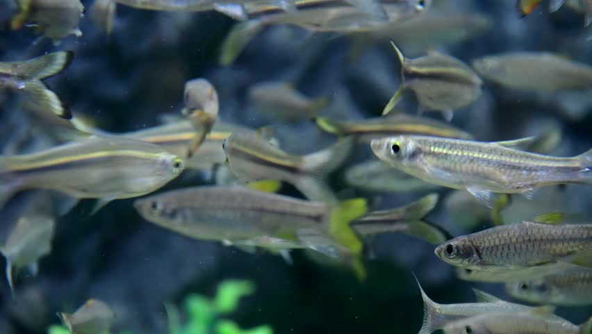Crowd of Minnow Fish Swimming Stock Footage Video (100% Royalty-free ...
